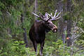 What Does a Moose Call Sound Like and What They Use It For - A-Z Animals