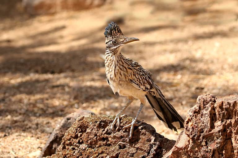 Roadrunner Bird Facts - Geococcyx californianus, Geococcyx velox - A-Z ...