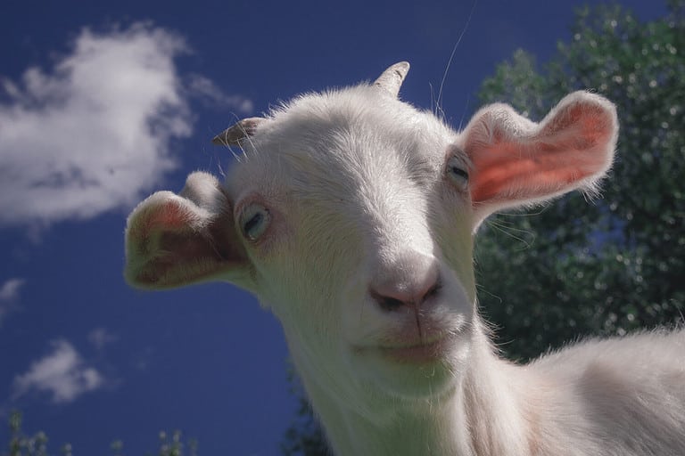 Learn Why Myotonic Goats "Faint" - A-Z Animals