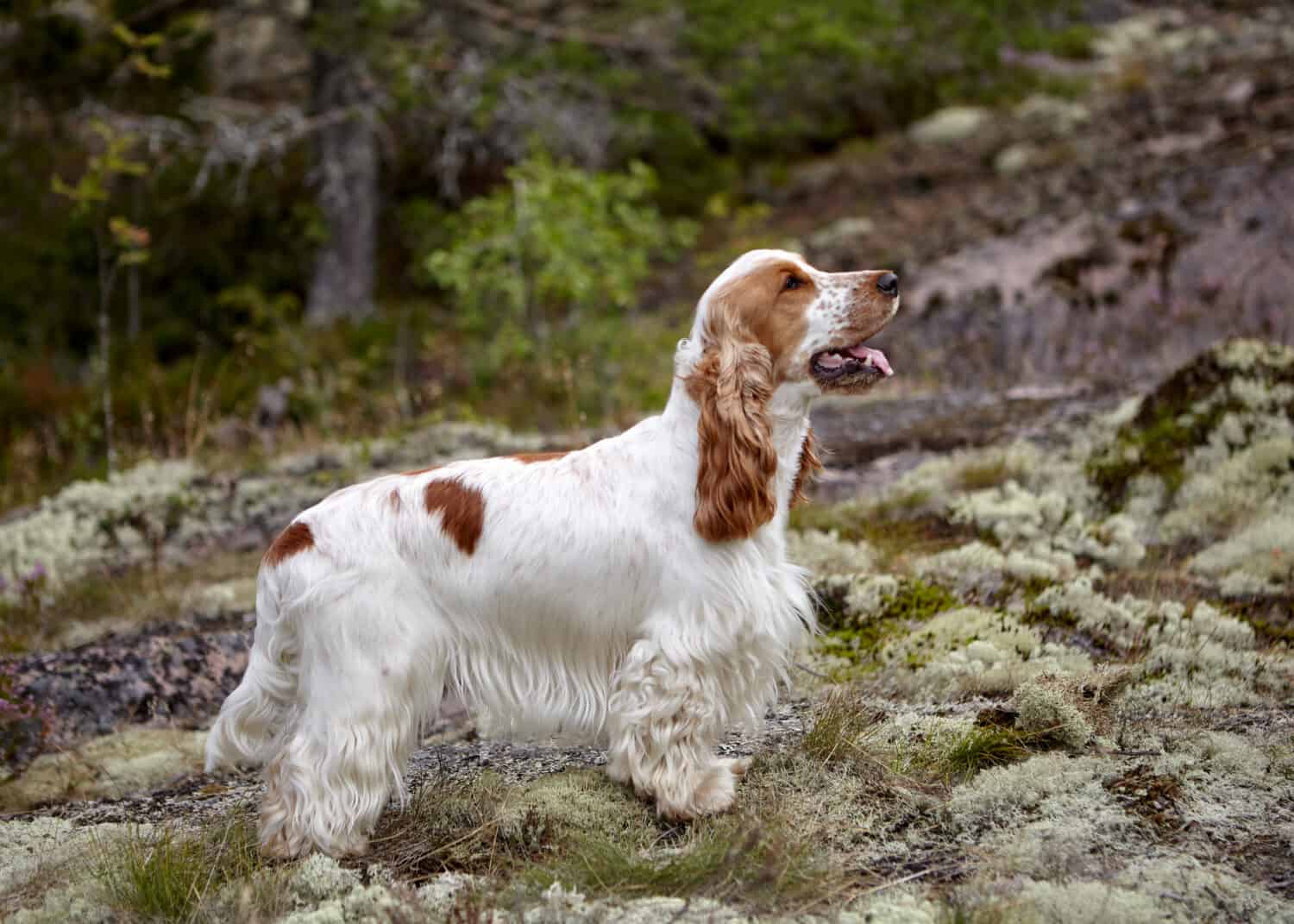 English Cocker Spaniel Color Chart At John Duquette Blog