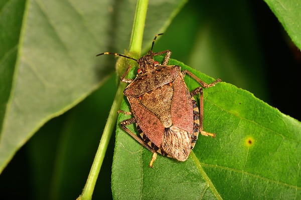 Discover 9 Smells Stink Bugs Absolutely Hate and Keep Them Out of Your ...