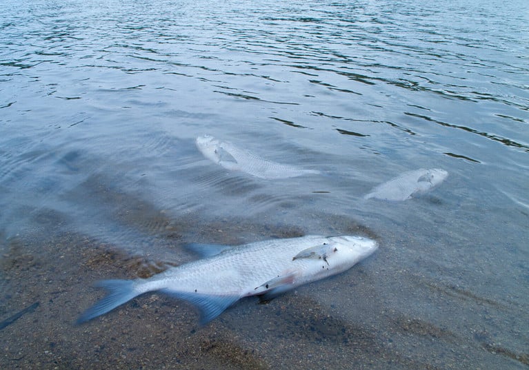 5 Smells that Attract Fish (How Effective Is It, Really?) - A-Z Animals