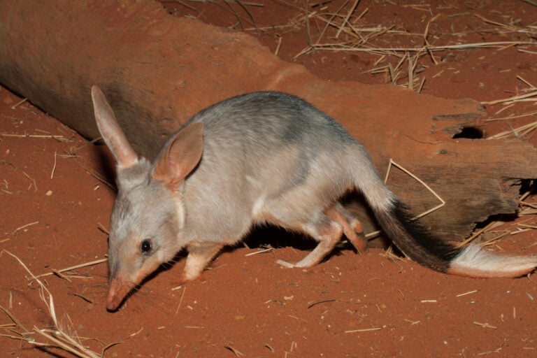 What Is a Marsupial? Definition, Types, and Important Facts - A-Z Animals