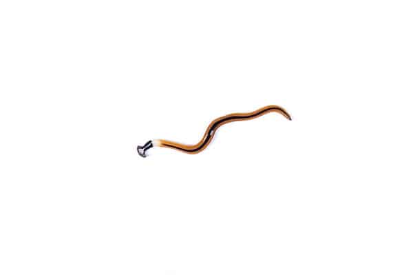 These Terrifying Parasites Feed on Humans - A-Z Animals