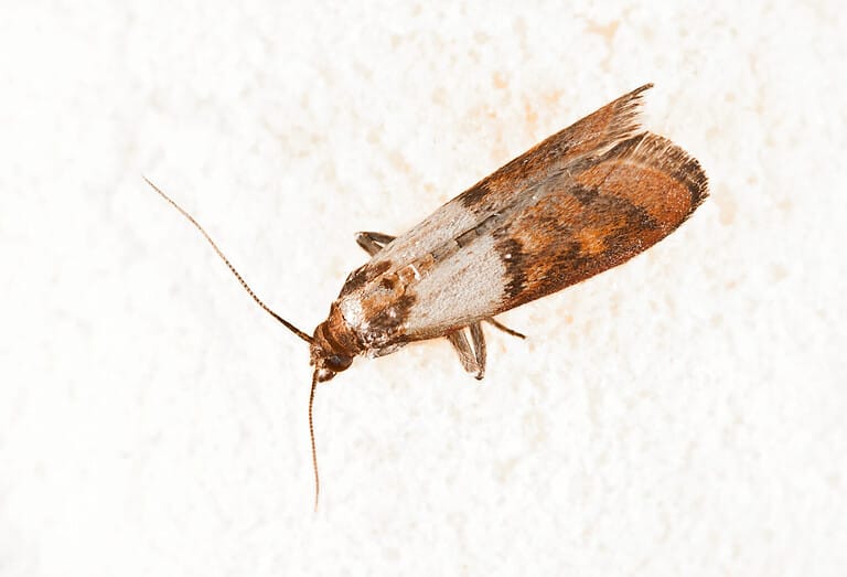 5 Types of Moths in Your House: Identification and Removal Tips - A-Z ...