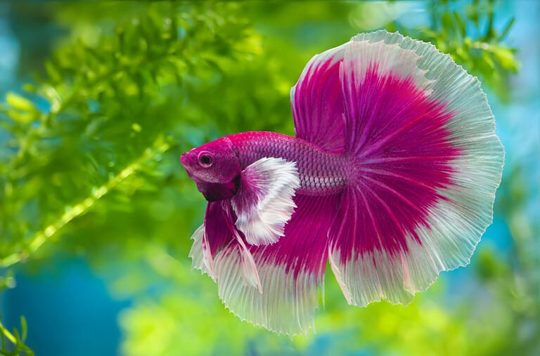Discover the 20 Rarest and Most Unique Betta Fish Colors - A-Z Animals