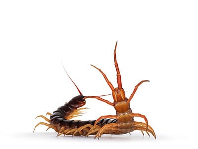 12 Natural and Effective Ways to Get Rid of Centipedes - A-Z Animals