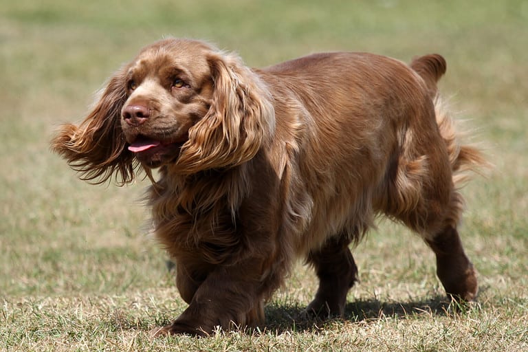 The 18 Most Popular Small Dog Breeds with Floppy Ears - A-Z Animals