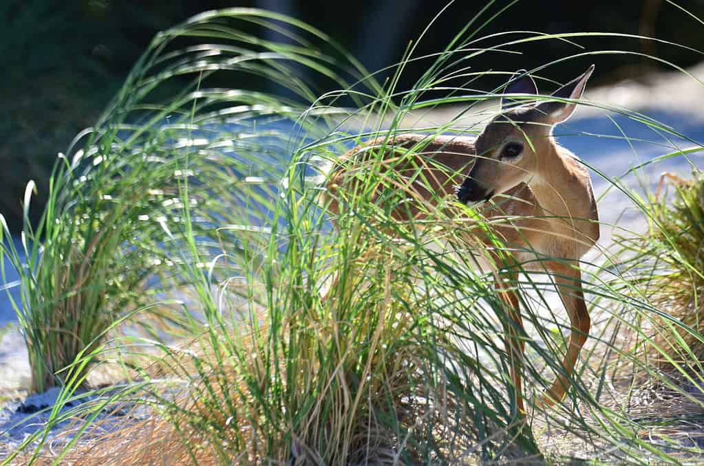 Key Deer Animal Facts - Odocoileus virginianus - A-Z Animals