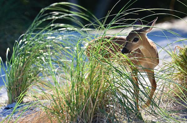 This Tiny Florida Deer Lives Nowhere Else on Earth - A-Z Animals