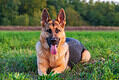 20 Common German Shepherd Health Problems - A-Z Animals