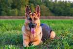 20 Common German Shepherd Health Problems - A-Z Animals