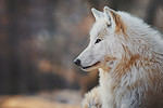 Wolf Colors: Discover the Rarest to Most Common - A-Z Animals