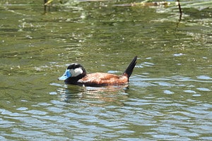 Ruddy Duck - A-Z Animals