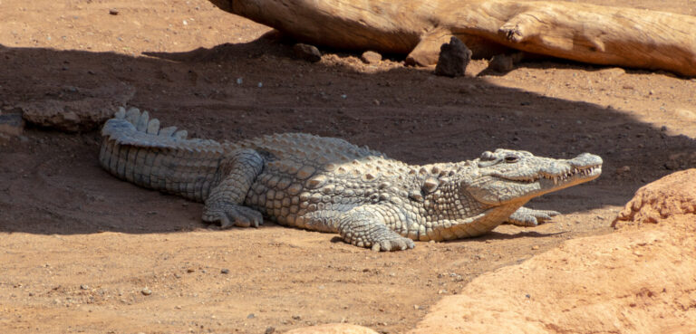 6 Sounds Crocodiles Make and What They Mean - A-Z Animals