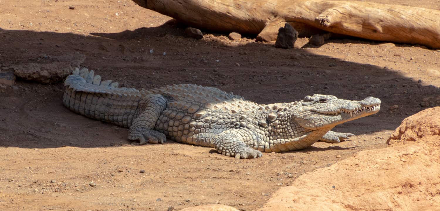 6 Sounds Crocodiles Make and What They Mean - A-Z Animals