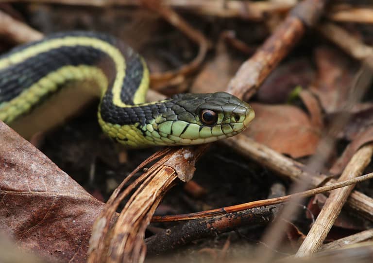 6 Cheapest Snakes to Keep as Pets - A-Z Animals