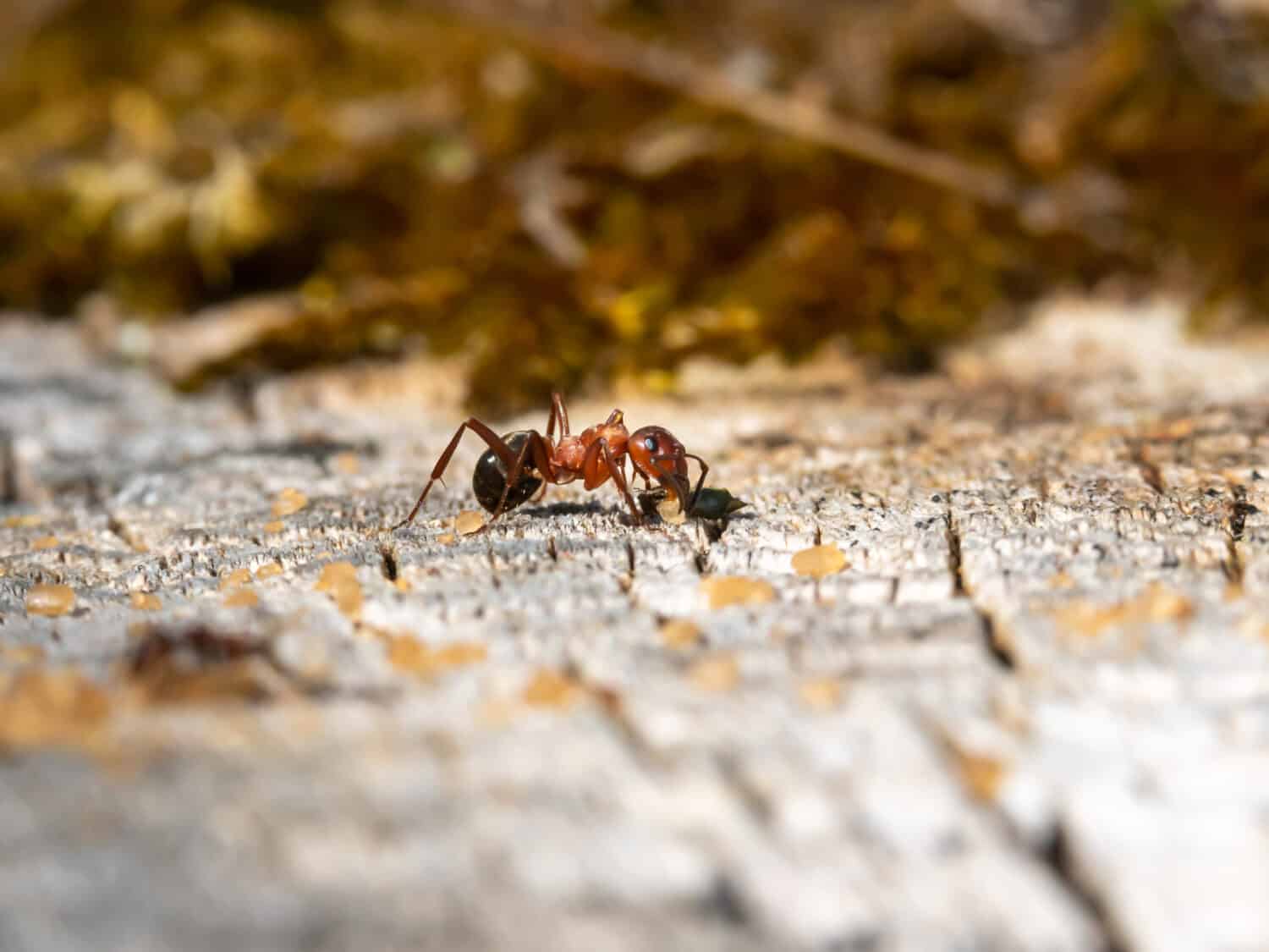 These Are the Biggest Ants in the World - A-Z Animals