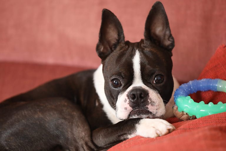 The 10 Most Common Health Problems in Boston Terriers - A-Z Animals