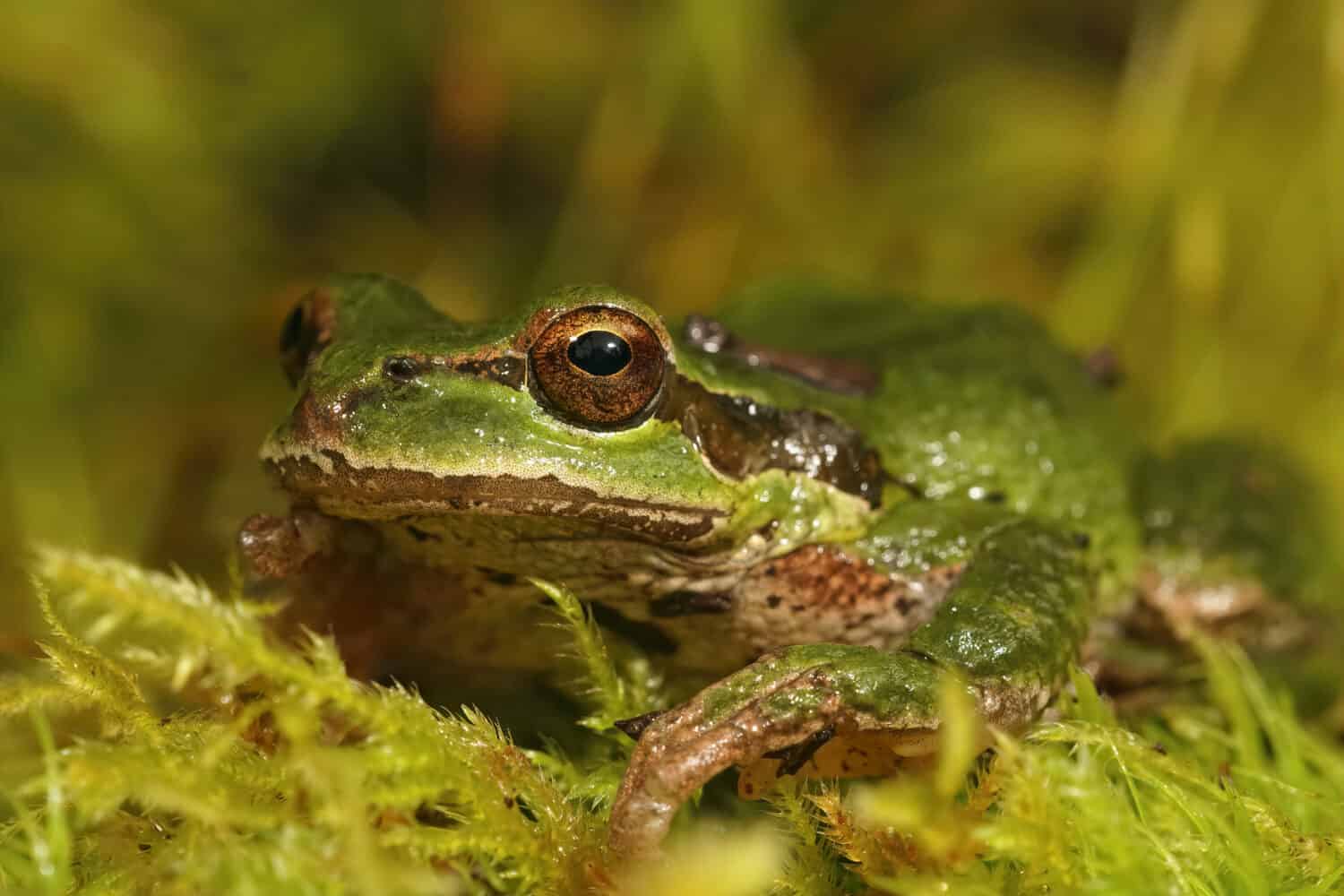 The Complete List of Every U.S. State Amphibian - A-Z Animals