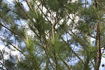 The 34 Most Iconic Trees Native to Virginia - A-Z Animals