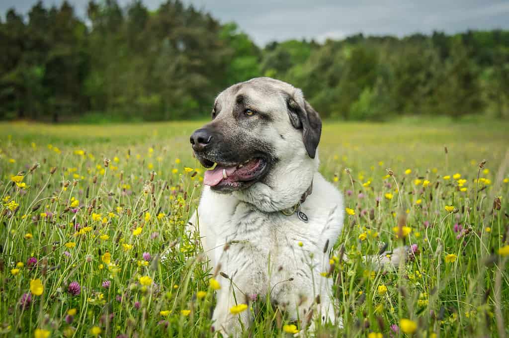 Discover the Top 10 Largest Shepherd Dog Breeds - A-Z Animals