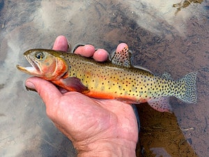 The Unique Desert Fish and Freshwater Species of the Colorado River - A ...