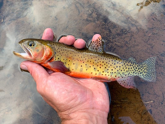 The Unique Desert Fish and Freshwater Species of the Colorado River - A ...