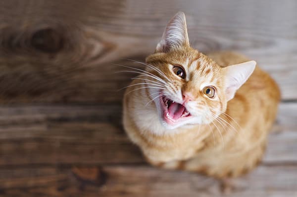 Can Cats Eat Bread? 4 Things to Know Before Feeding - A-Z Animals