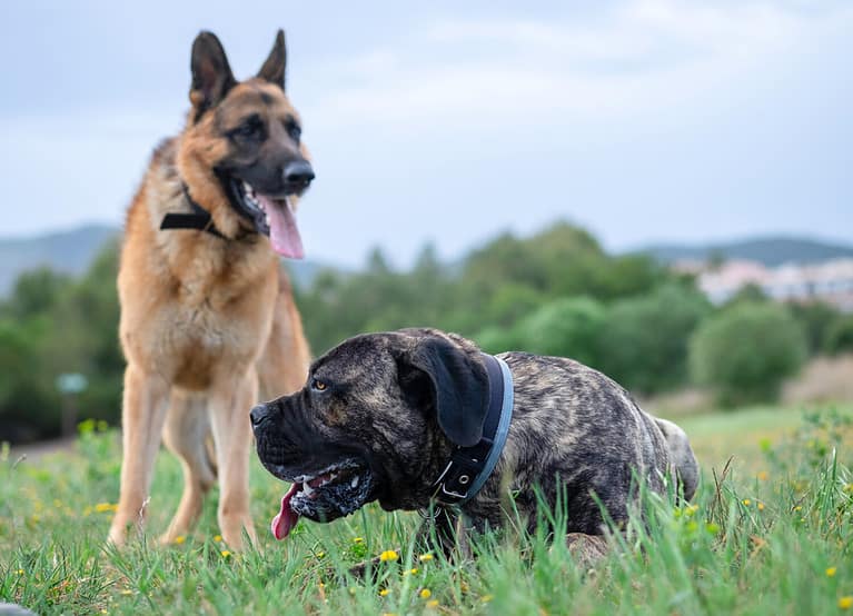 German Shepherd and Mastiff: Everything You Need to Know About the Mix ...
