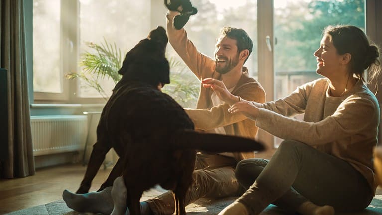Labrador Retriever Prices 2024: Cost, Vet Bills, and More!