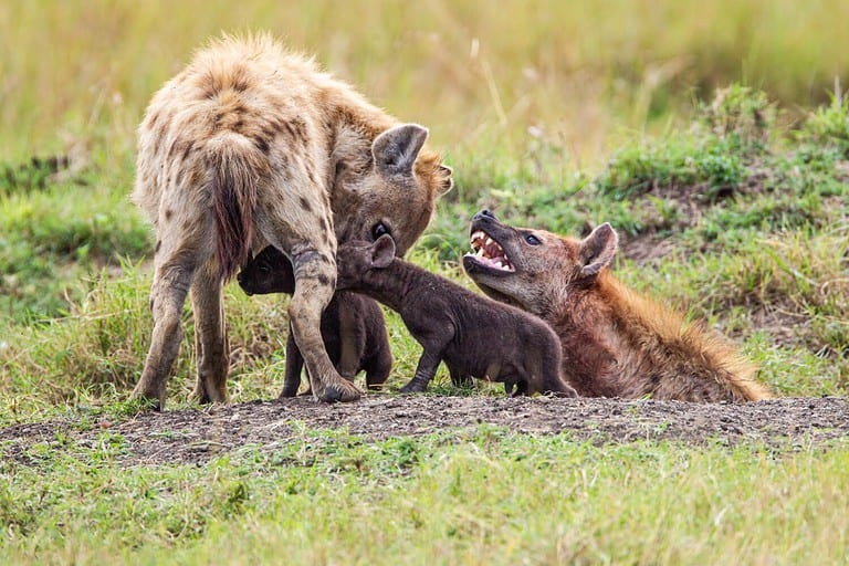 Meet the Most Social Animals Still Roaming the Planet Today - A-Z Animals