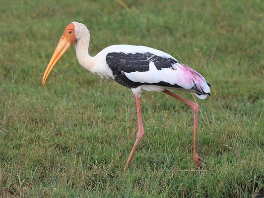 Discover 16 Amazing Birds That Start With P - A-Z Animals