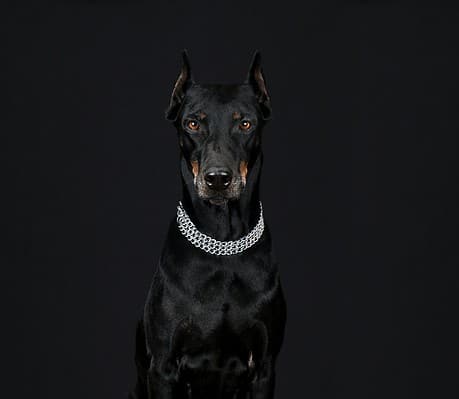 The Beauty of Black: 6 Stunning Dark Dog Breeds - A-Z Animals