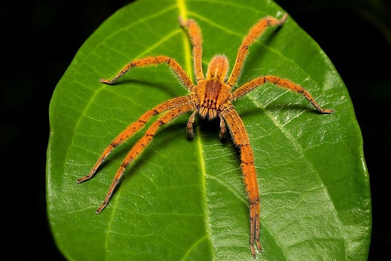 Banana Spiders: Nature's Impressive Yet Intimidating Creatures - A-Z ...