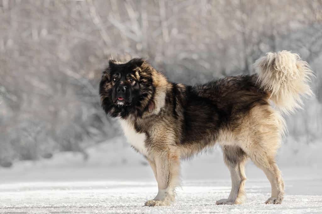 Discover the Top 10 Largest Shepherd Dog Breeds - A-Z Animals