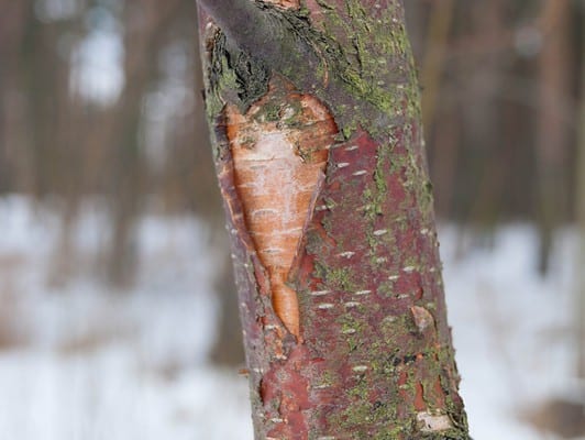 12 Beautiful Trees Native To Ohio - A-Z Animals