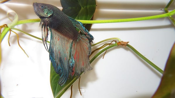 Healthy Betta Fish vs. Unhealthy: 10 Warnings Signs - A-Z Animals
