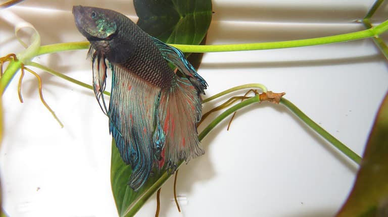 Healthy Betta Fish vs. Unhealthy: 10 Warnings Signs - A-Z Animals