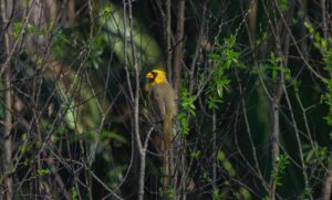 Discover the Official State Bird of Ohio - A-Z Animals