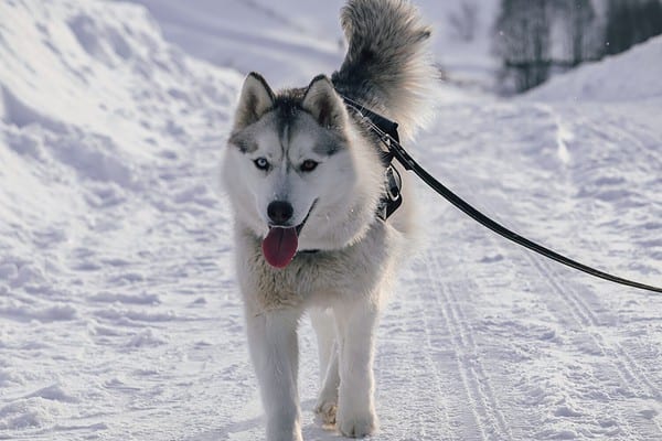 10 Essential Facts About Siberian Huskies - A-Z Animals