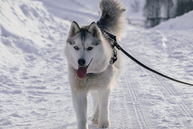 The 15 Best Dog Breeds That Can Handle and Thrive in Cold Weather - A-Z ...