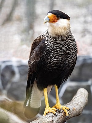 The 3 Types of Falcons That Call Ohio Home - A-Z Animals