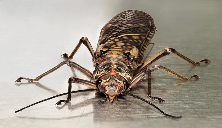 Discover the 7 Official State Animals of Delaware - A-Z Animals