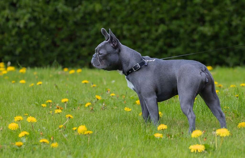 Boston Terrier Colors: Rarest to Most Common - A-Z Animals