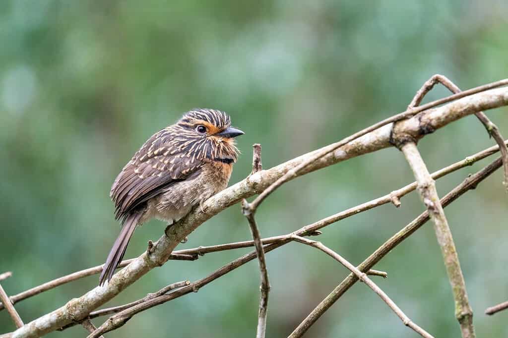 Discover 16 Amazing Birds That Start With P - A-Z Animals