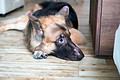 20 Common German Shepherd Health Problems - A-Z Animals