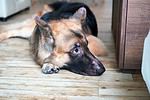 20 Common German Shepherd Health Problems - A-Z Animals