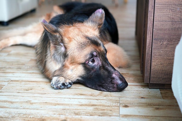 20 Common German Shepherd Health Problems - A-Z Animals