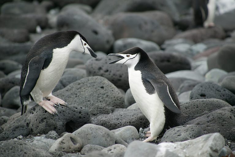 The 30 Coolest Facts About Penguins - A-Z Animals